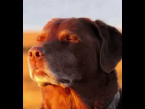 Im Cooked Dog Meme Template #memes #trending