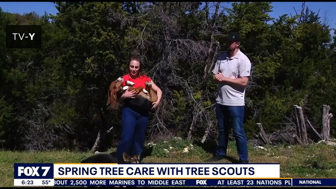 Tree Scouts on FOX 7 Austin - Spring Tree Care Tips for Central Texas