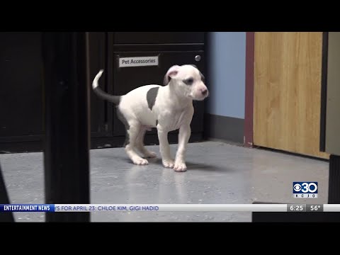 Pet Pals: Meet adorable pup 'Shale'