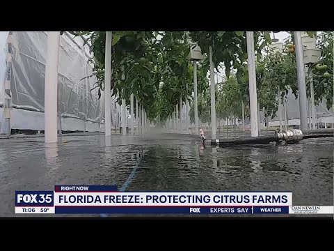 Florida Freeze: Protecting citrus farms