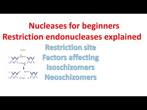 Restriction enzymes explained | Isoschizomers | Neoschizomers | Pallindromic sequence|