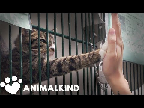 Bet you'd adopt a cat if it knew how to do this 🤚😺 | Animalkind