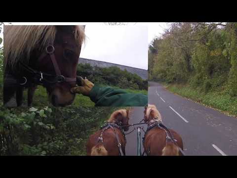 Bitless and Blinkerless with a Pair of Shetland Mares - Part II