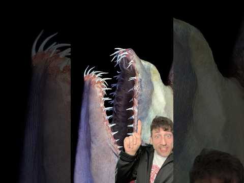The Goblin Shark is CRAZY