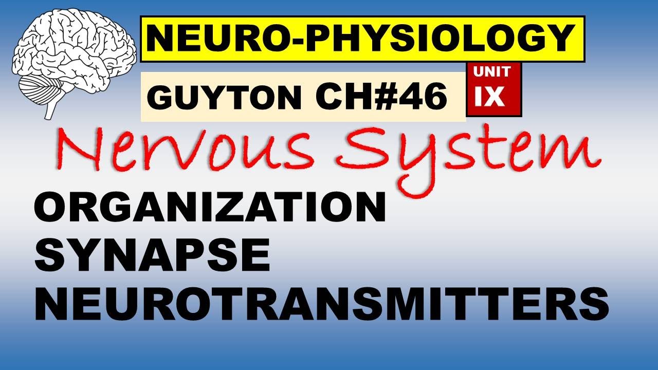 Understanding Neurophysiology: The Organization of the Nervous System ...