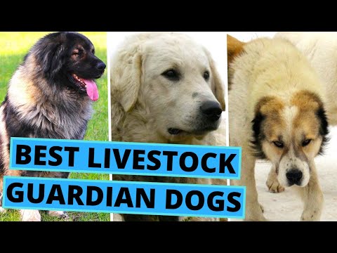 Livestock Guardian Dog Breeds - Best 30 LGDs