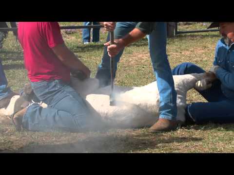 Livestock Branding