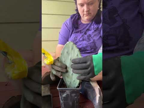 Prickly Pear Cactus experiment trying to propagate and itās working! Love a garden experiment