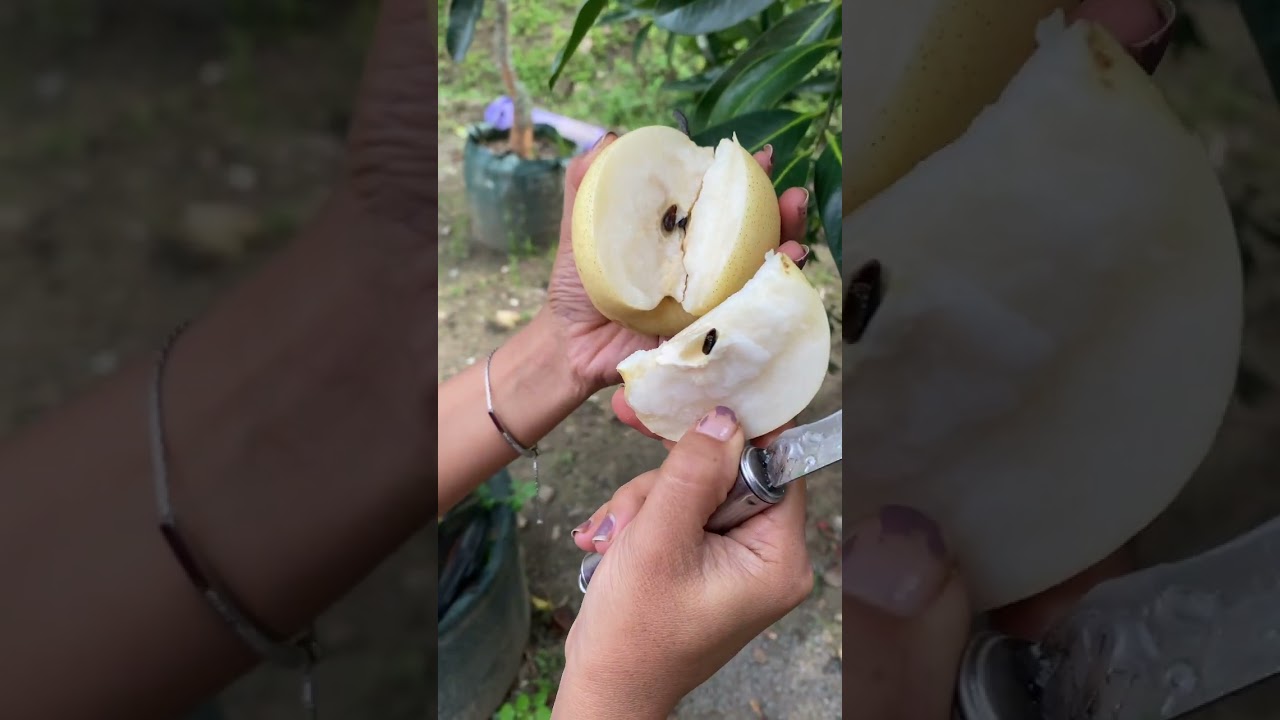 Unboking Buah Pir #buahpir
