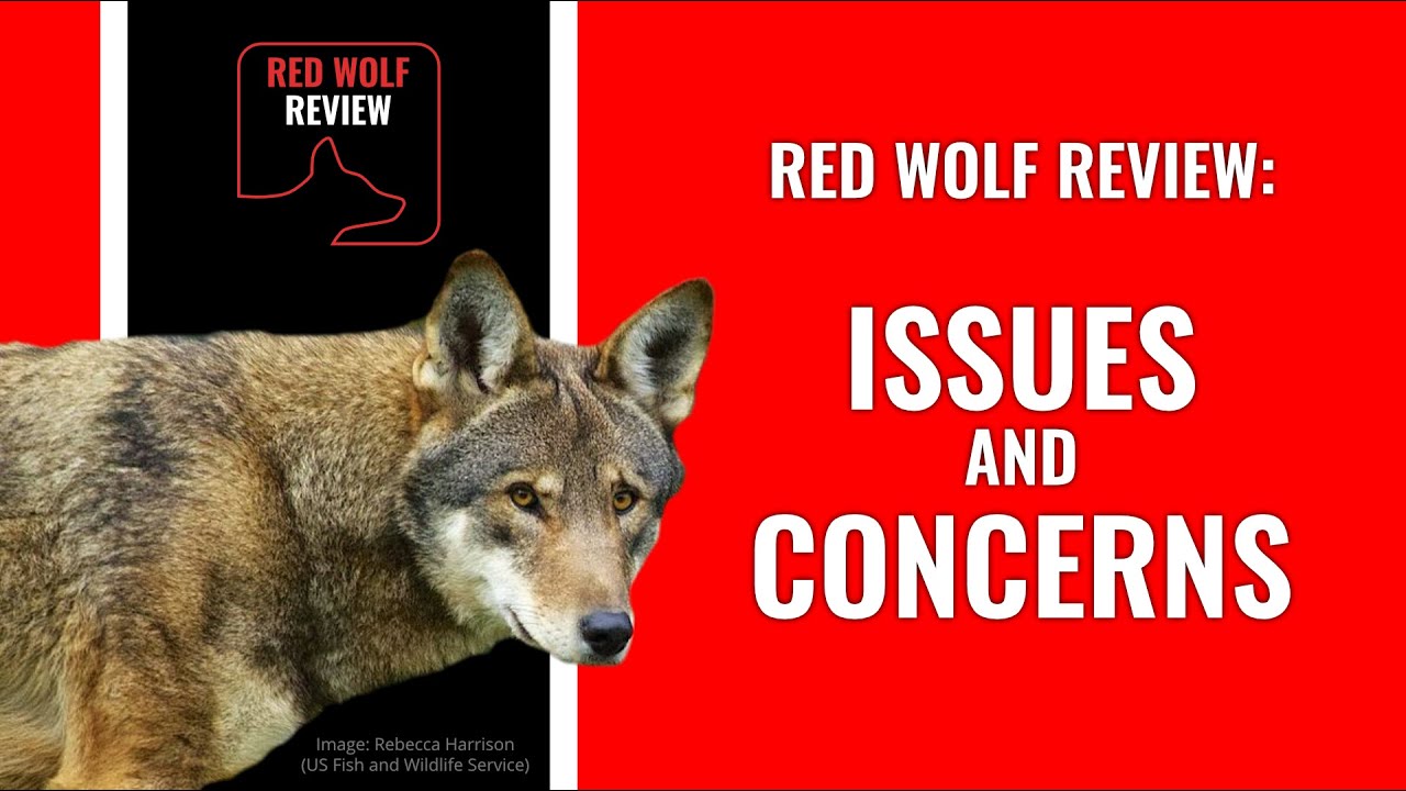 Red Wolf Review: Issues and Concerns