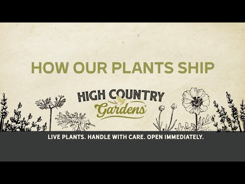 How Our Plants Ship | High Country Gardens