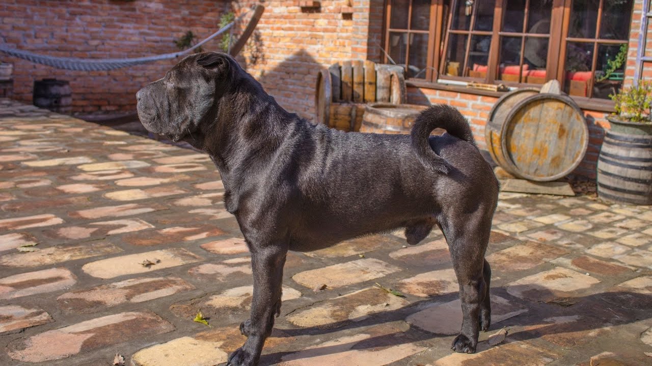 How to Breed Chinese Shar-Peis: A Guide to Responsible Breeding