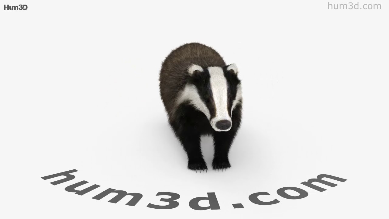 Badger 3D model by 3DModels.org