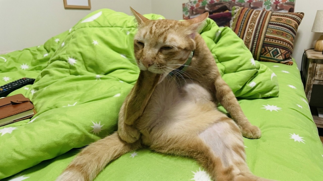 All Orange Cats Share One Single Brain Cell