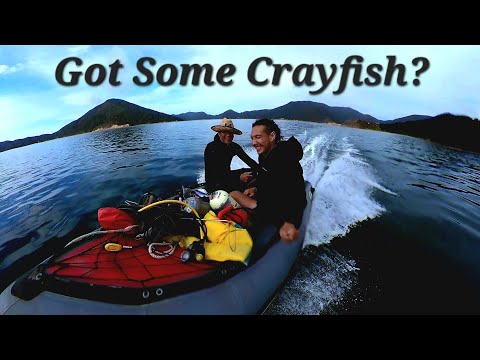 Kaimoana Gathering Dive in the Marlborough Sounds