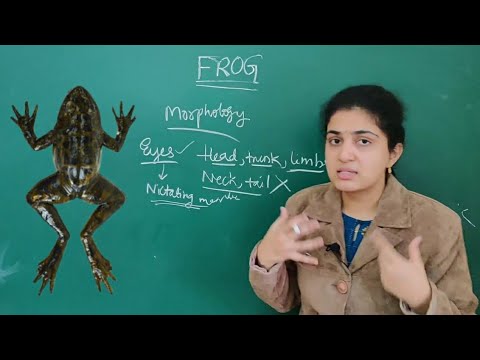 Morphology of Frog | Zoology