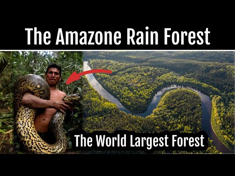 The Amazone Rain Forest / World Largest Forest