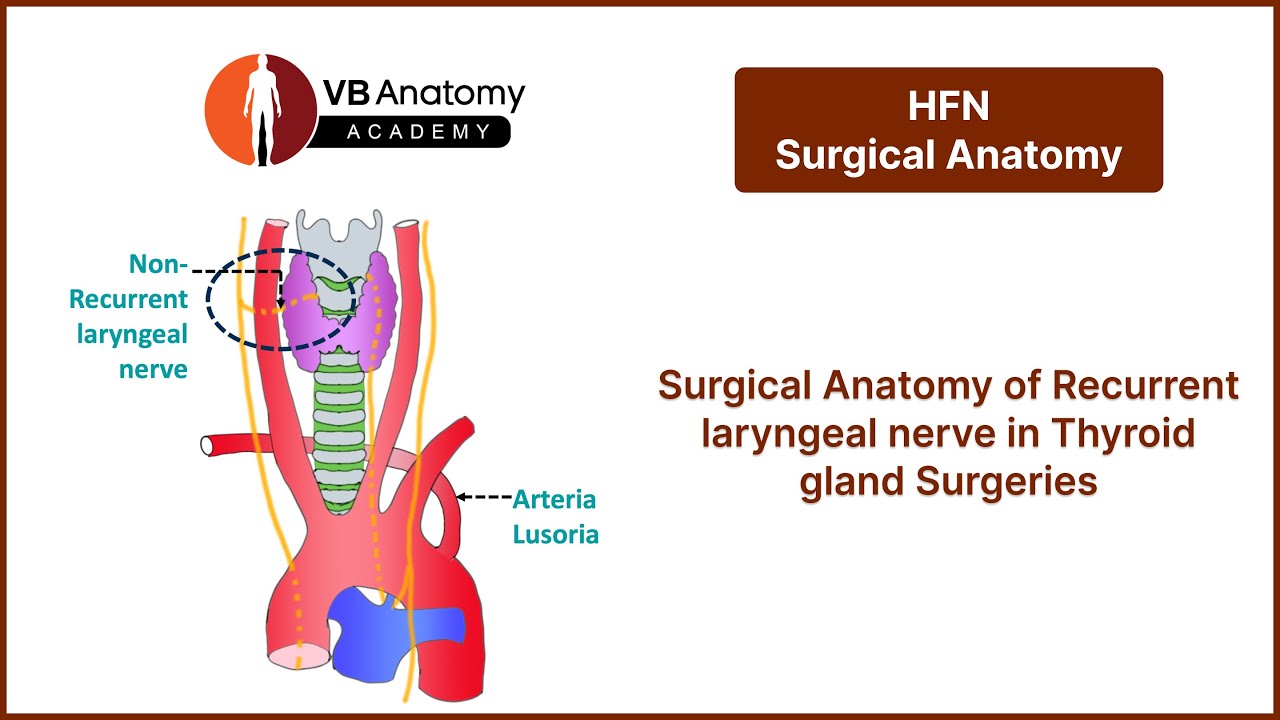 Surgical Anatomy of Recurrent laryngeal nerve for Thyroid gland surgeries