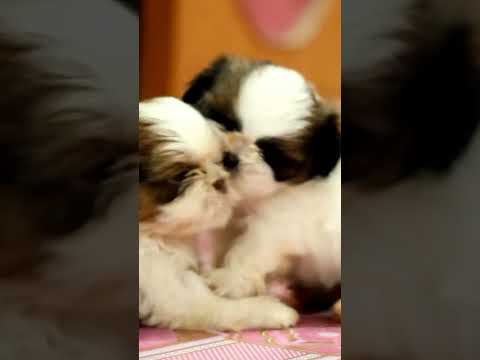 Amazing fact about a dog’s nose print #shorts | Wildlife Mysteries