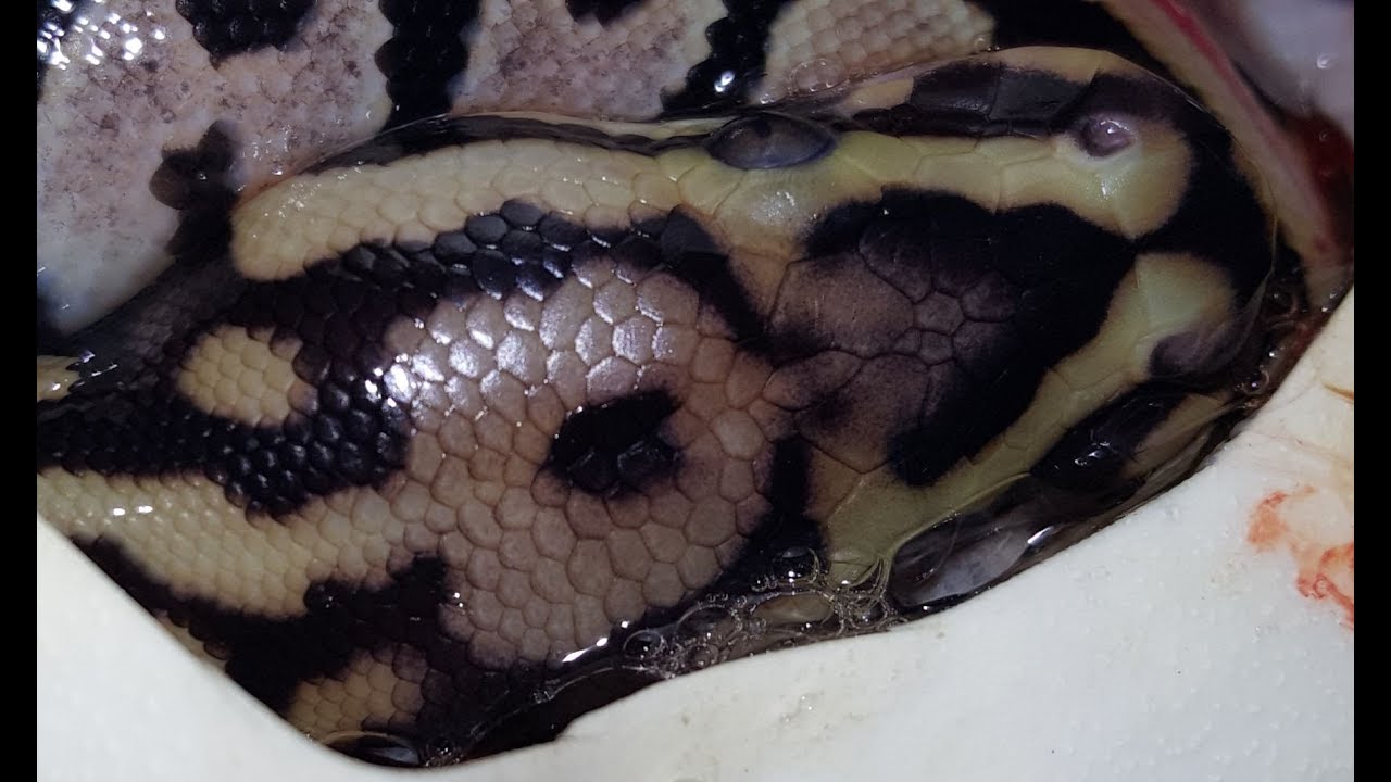 ball python egg cutting video clutch 5 2018