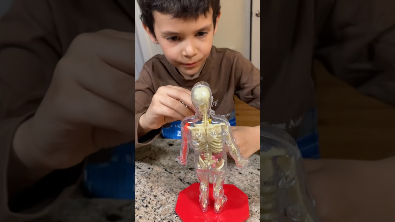 Educational Skeleton / Unbelievable Science Learning Toy #stem #unboxing #kidsfun #kidsshow