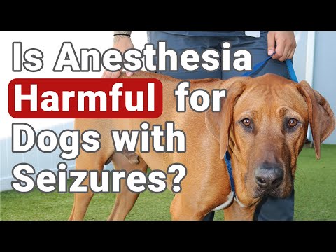 Is Anesthesia Harmful to Dogs with Seizures?