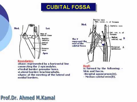 49 U Limb Cubital fossa Azharmedicine com