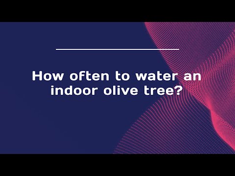 How often to water an indoor olive tree?