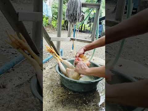Maligo muna ang manok. #buhaybukid #buhayprobinsya