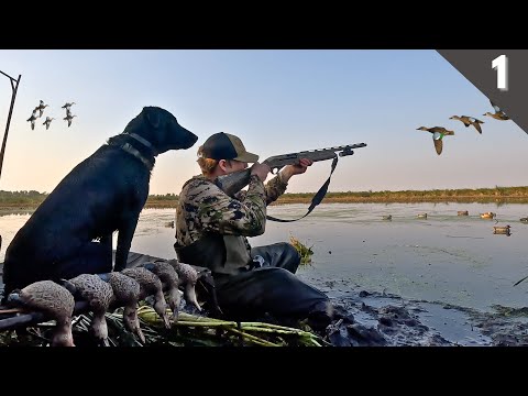 Duck Hunting 2024 | Minnesota Teal Season Opener (Limited Out)
