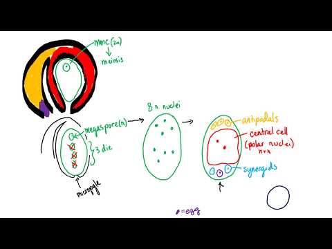 Intro to Angiosperms 3: Inflorescence Types and the Developing Ovule