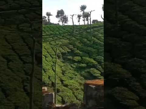 ????????Pachai Nirame Song | A R Rahman Hits | Hariharan Hits | Alaipayuthey #tamil