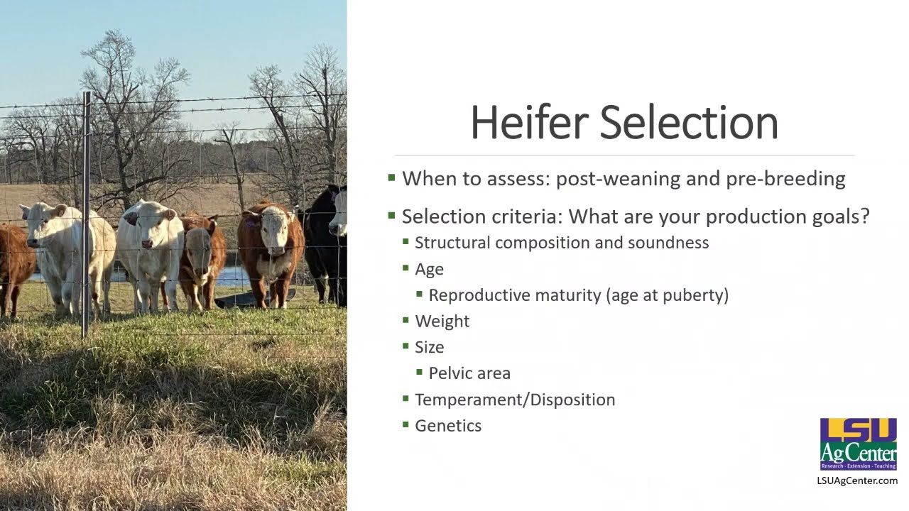 Commercial Replacement Heifer Selection and Development – Beef Brunch Educational Series