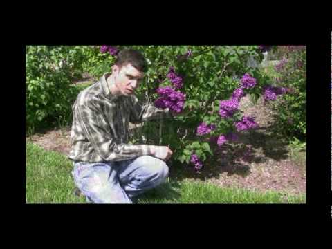How to Grow and Care for Lilac Plants Video