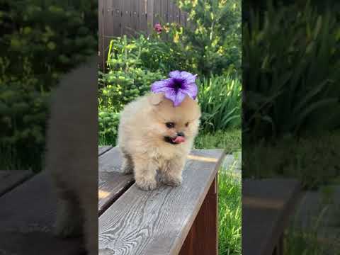cute cat pfp #cutedog #cute #shorts #cutedog #animal #cuteanimal