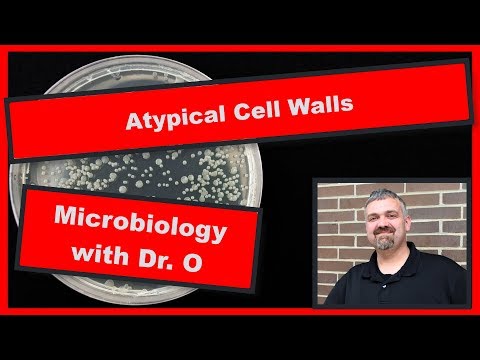 Atypical Cell Walls: Microbiology