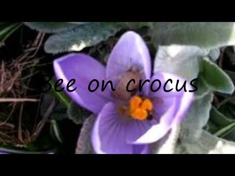 How to pronounce Bee on crocus in English?