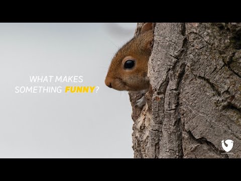 What makes something funny?