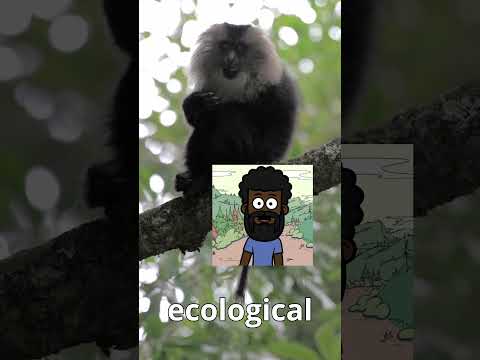Lion Tailed Macaque, a new behaviour