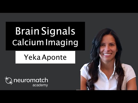 Brain Signals: Calcium Imaging