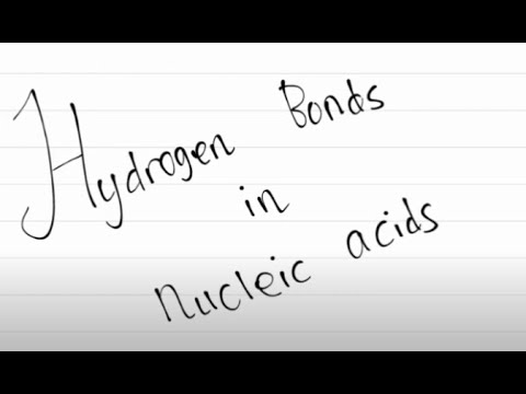 Hydrogen bonding in DNA - the number of hydrogen bond in DNA - Biochemistry