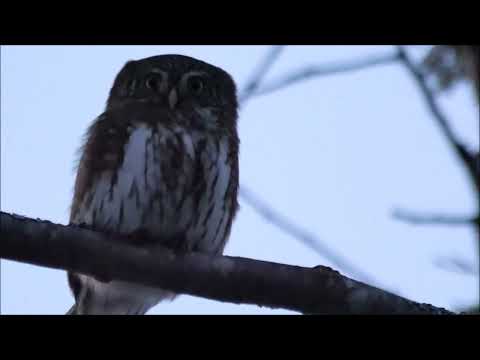 Värbkakk Glaucidium passerinum Alutaguse Virumaa 03 2024 Estonia