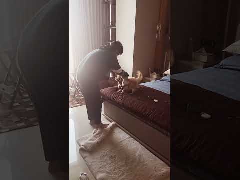 Buddies catching up #puppy #funny