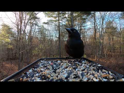 Common Grackle