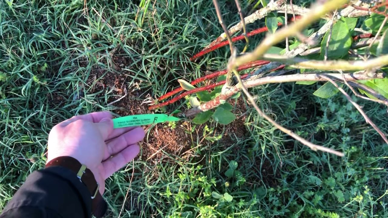 Blueberry Patch Update May 2021