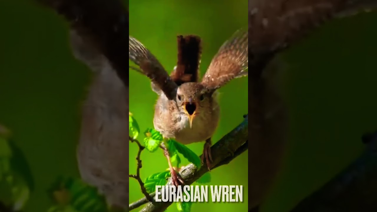 The Eurasian wren (Troglodytes troglodytes)