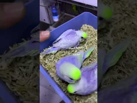 #rainbowbudgies #trending #rainbow #budgies #aligarhbudgiesandfinches #shehrmaindehat #shorts