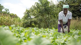 Heifer Project International - GuideStar Profile