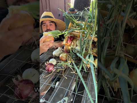 When To Harvest Onions & How To Cure Them!