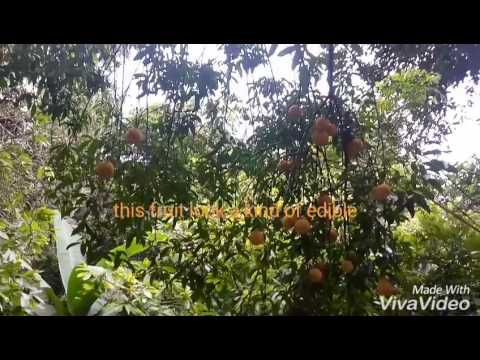 Bitter kola is the only fruit we don't plant nor pluck